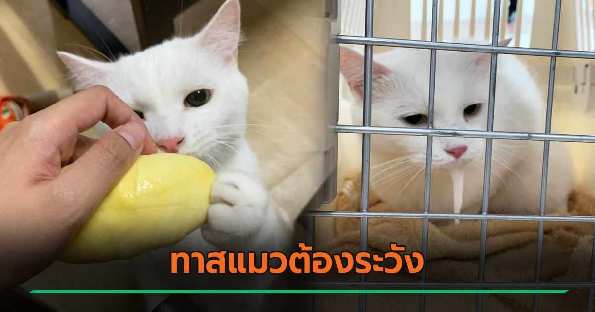 เตือนภัย ทาสแมว จู่ ๆ อ้วก น้ำลายฟูมปาก เหตุแอบ คุยขยะ กินเมล็ดทุเรียน